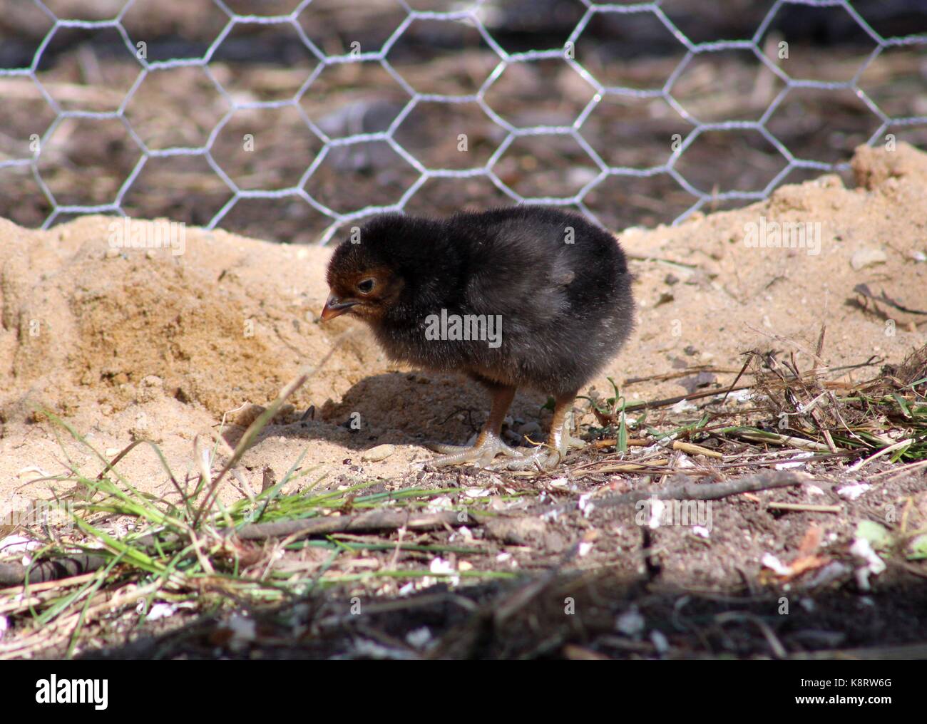Chicken pecking dirt hi-res stock photography and images - Alamy