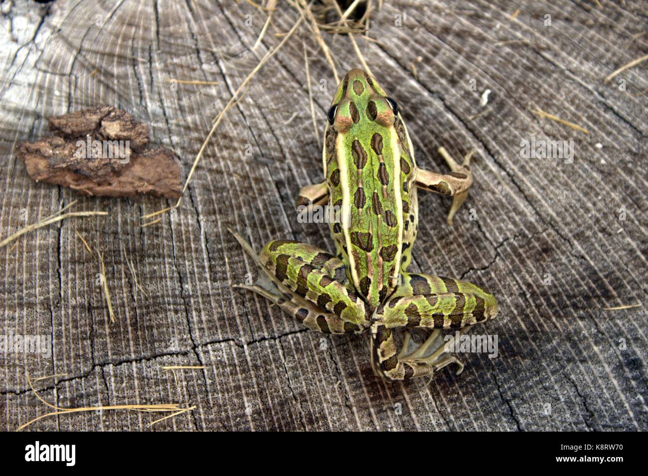 Young Northern Leopard Frog On A Tree Stump Stock Photo - Alamy