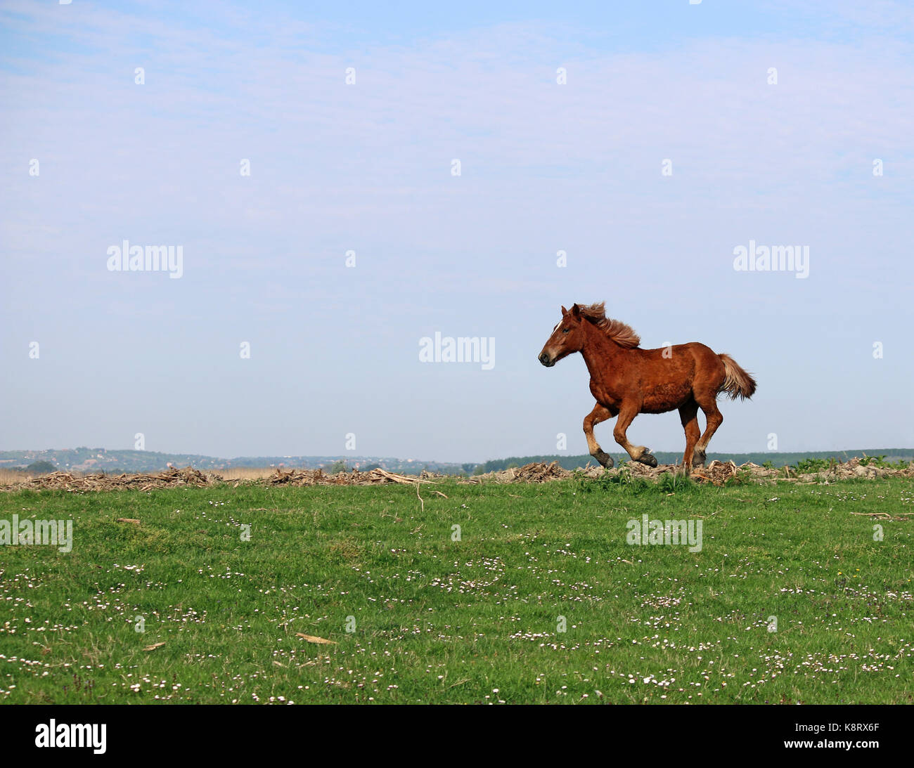 brown horse running on field Stock Photo - Alamy
