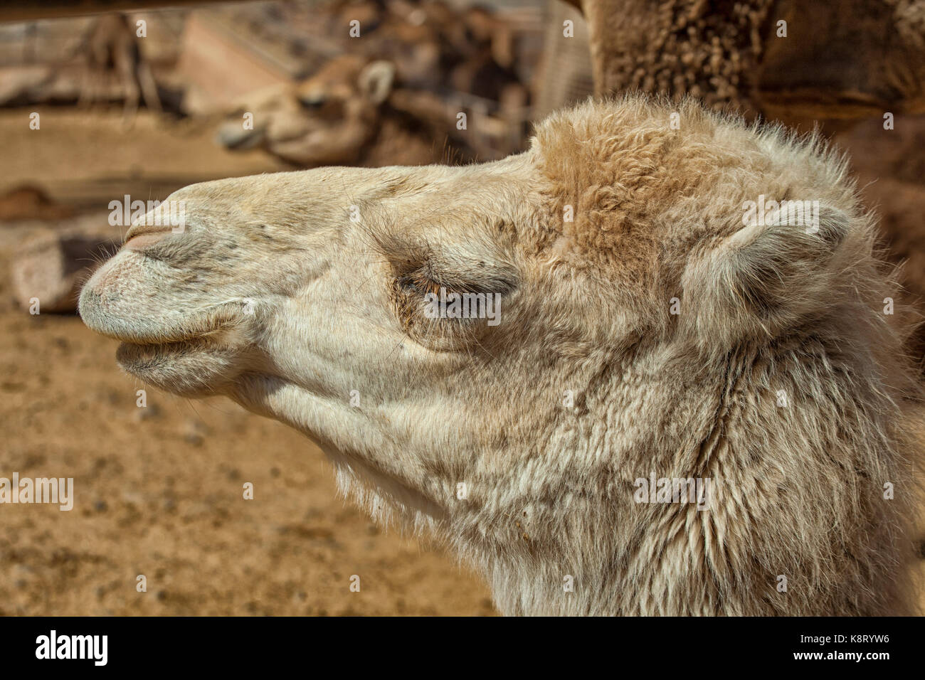 Head of a camel in close up Stock Photo - Alamy