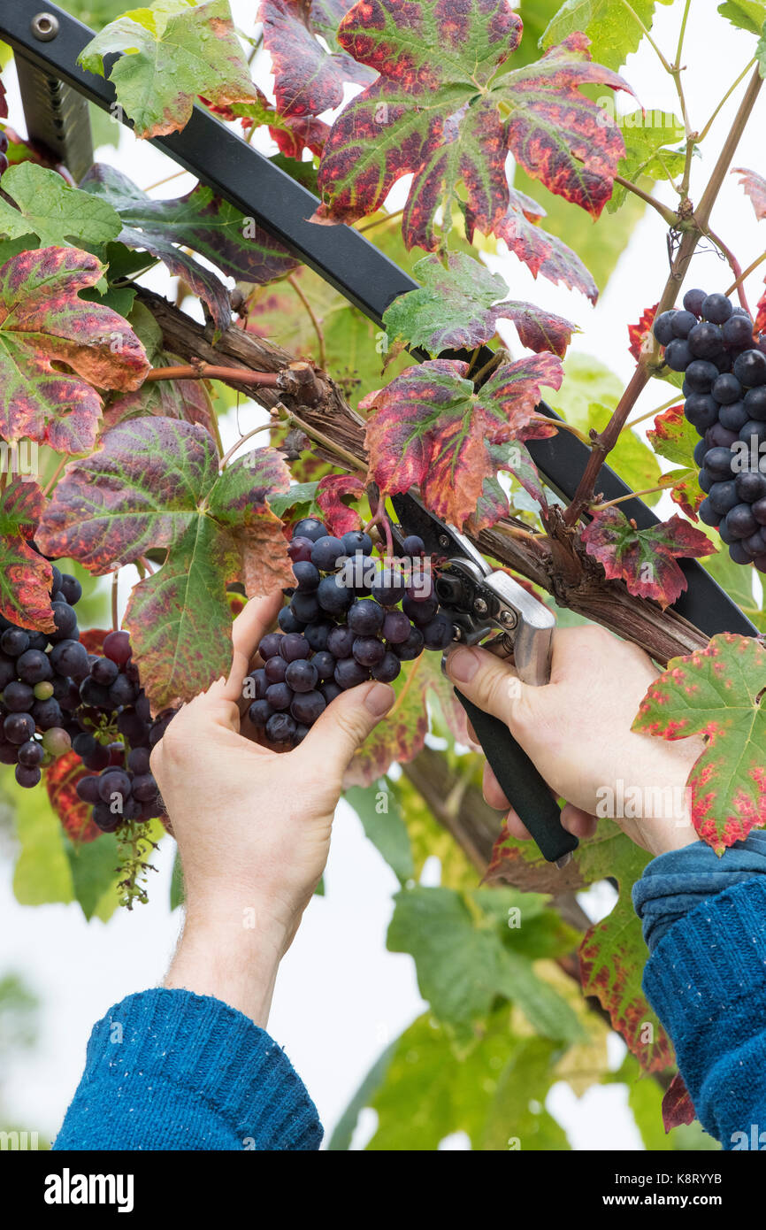 Black grapes man hi-res stock photography and images - Alamy