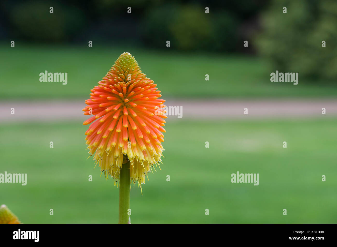 Caulescens hi-res stock photography and images - Alamy