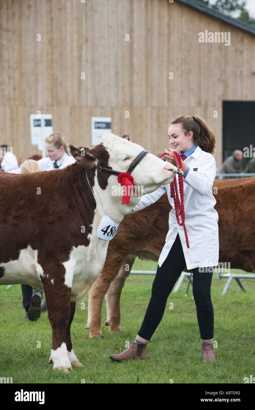 Cattle handlers hi-res stock photography and images - Alamy