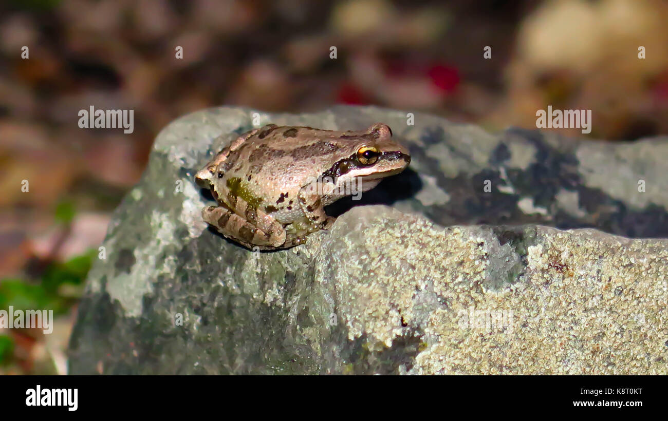 Frog rock hi-res stock photography and images - Alamy