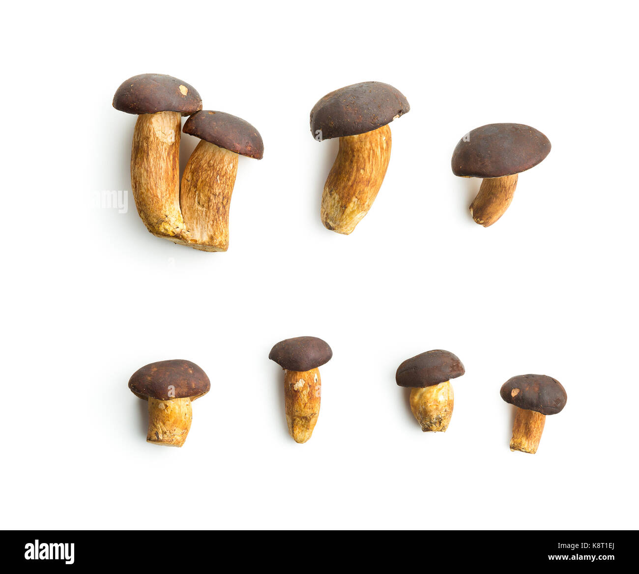 Fresh boletus mushrooms isolated on white background. Tasty food ...