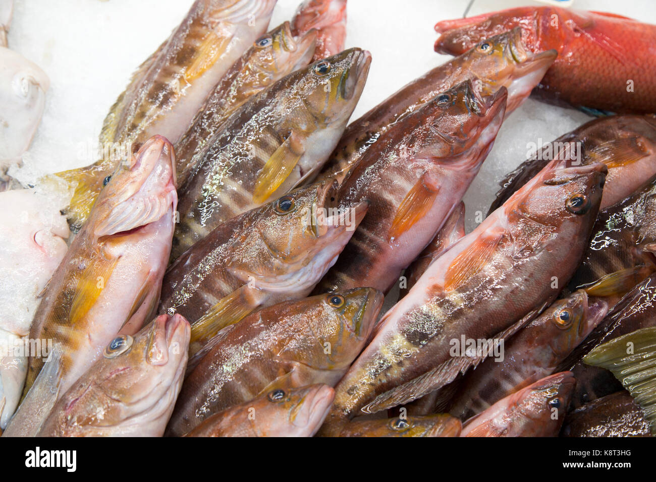 Fresh fish on sale at fishmongers at Playa Blanca, Lanzarote, Canary ...