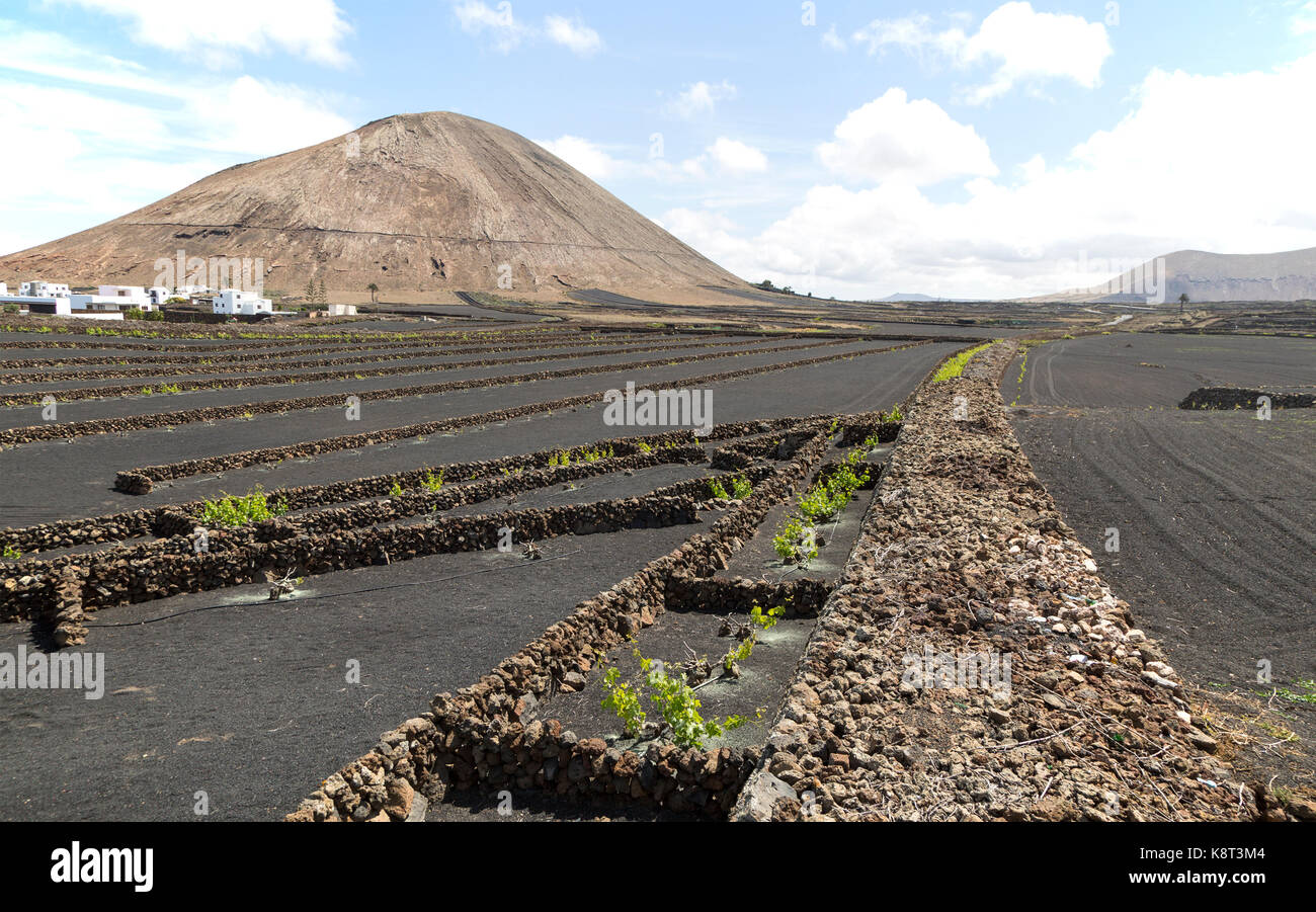 Volcano cone and black volcanic soil farmland, near Tinajo, Lanzarote ...
