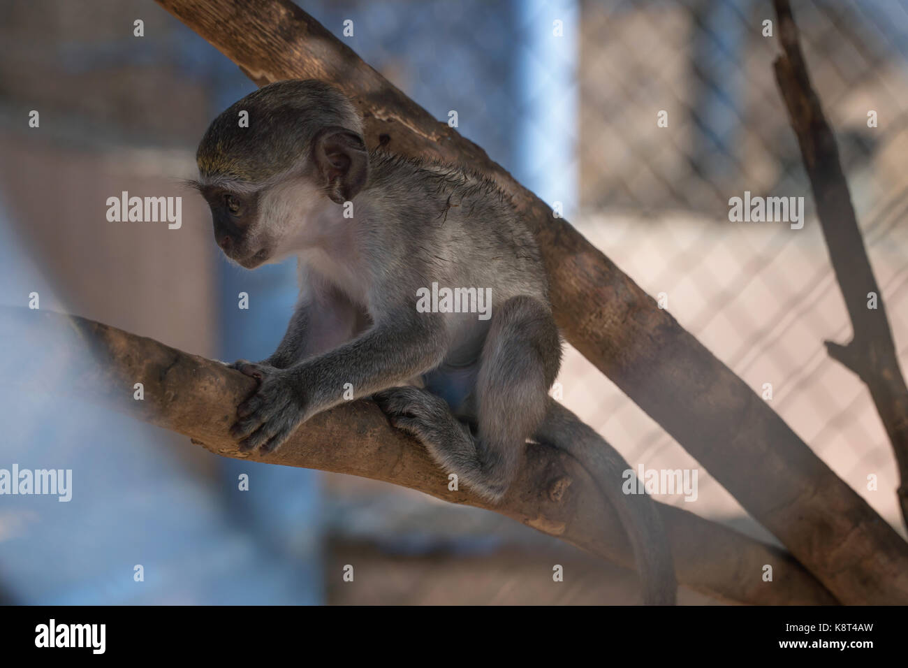 Baby monkey in cage hi-res stock photography and images - Alamy