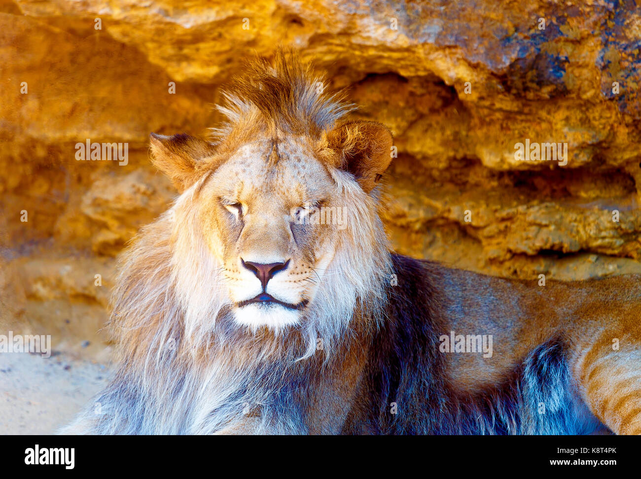 Beautiful Lion resting in the sunshine. rock background Stock Photo - Alamy