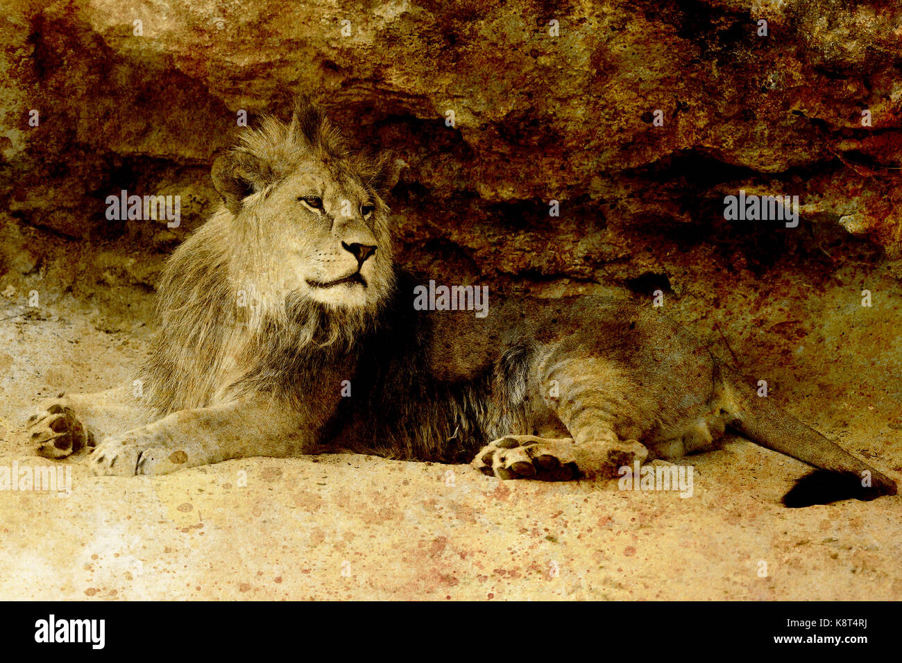 Beautiful Lion resting in the sunshine. sepia effect Stock Photo - Alamy