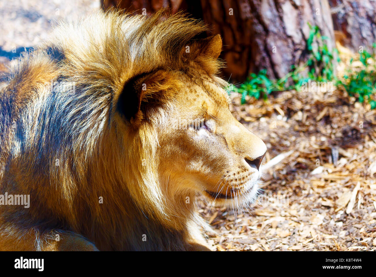 Beautiful Lion resting in the sunshine. Profile portrait Stock Photo ...