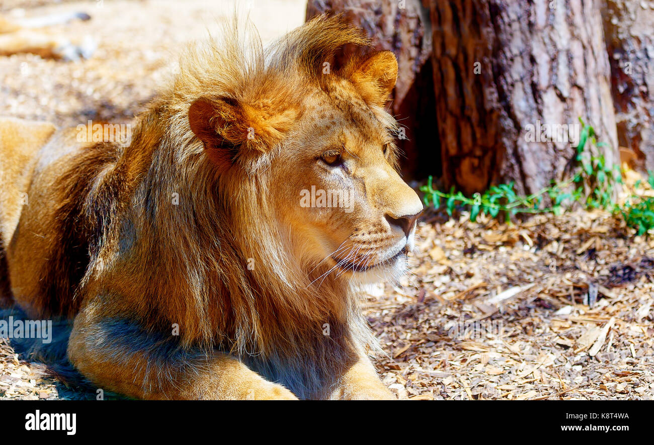 Beautiful Lion resting in the sunshine. Profile portrait Stock Photo ...