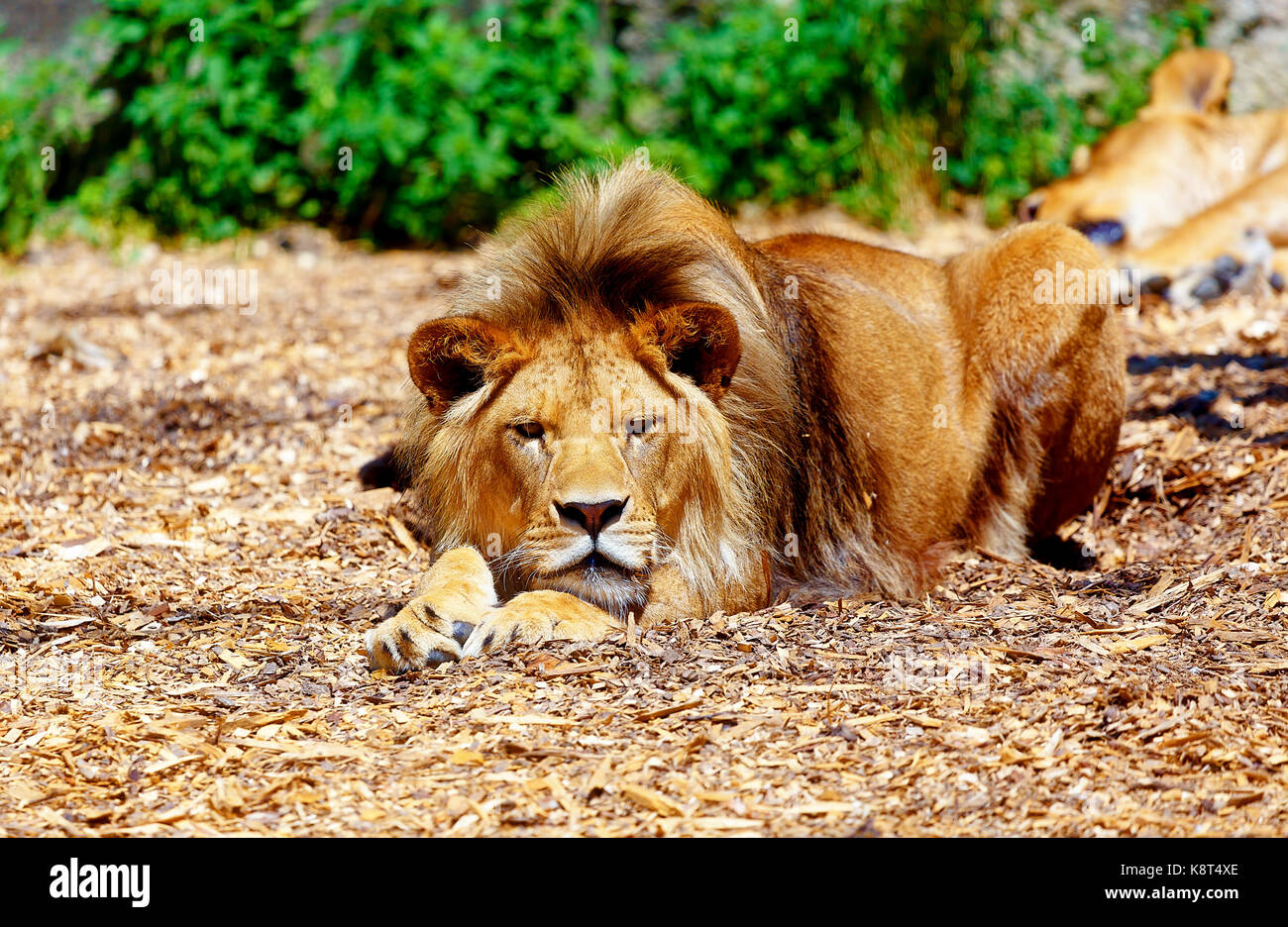 Beautiful Lion resting in the sunshine. blur background Stock Photo - Alamy