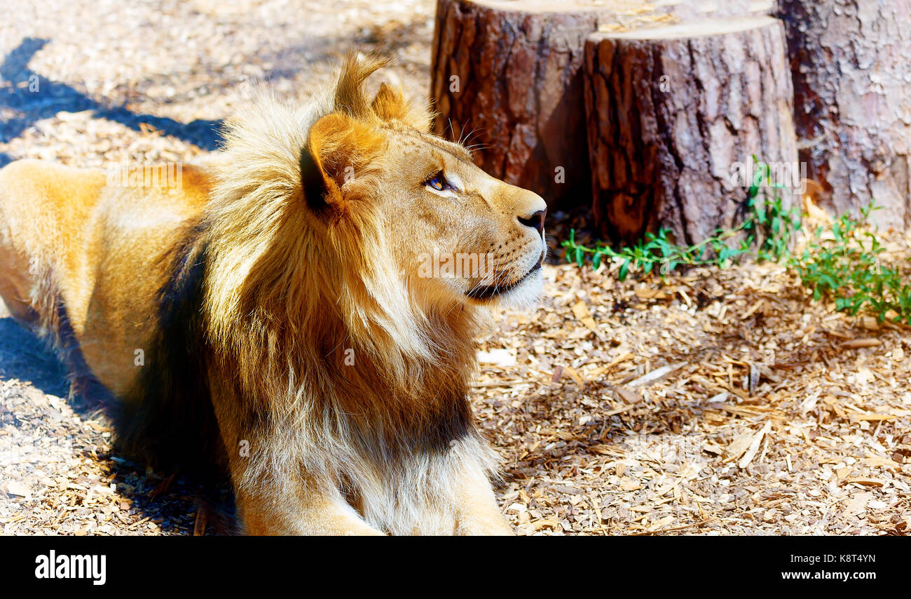 Beautiful Lion resting in the sunshine. blur background Stock Photo - Alamy