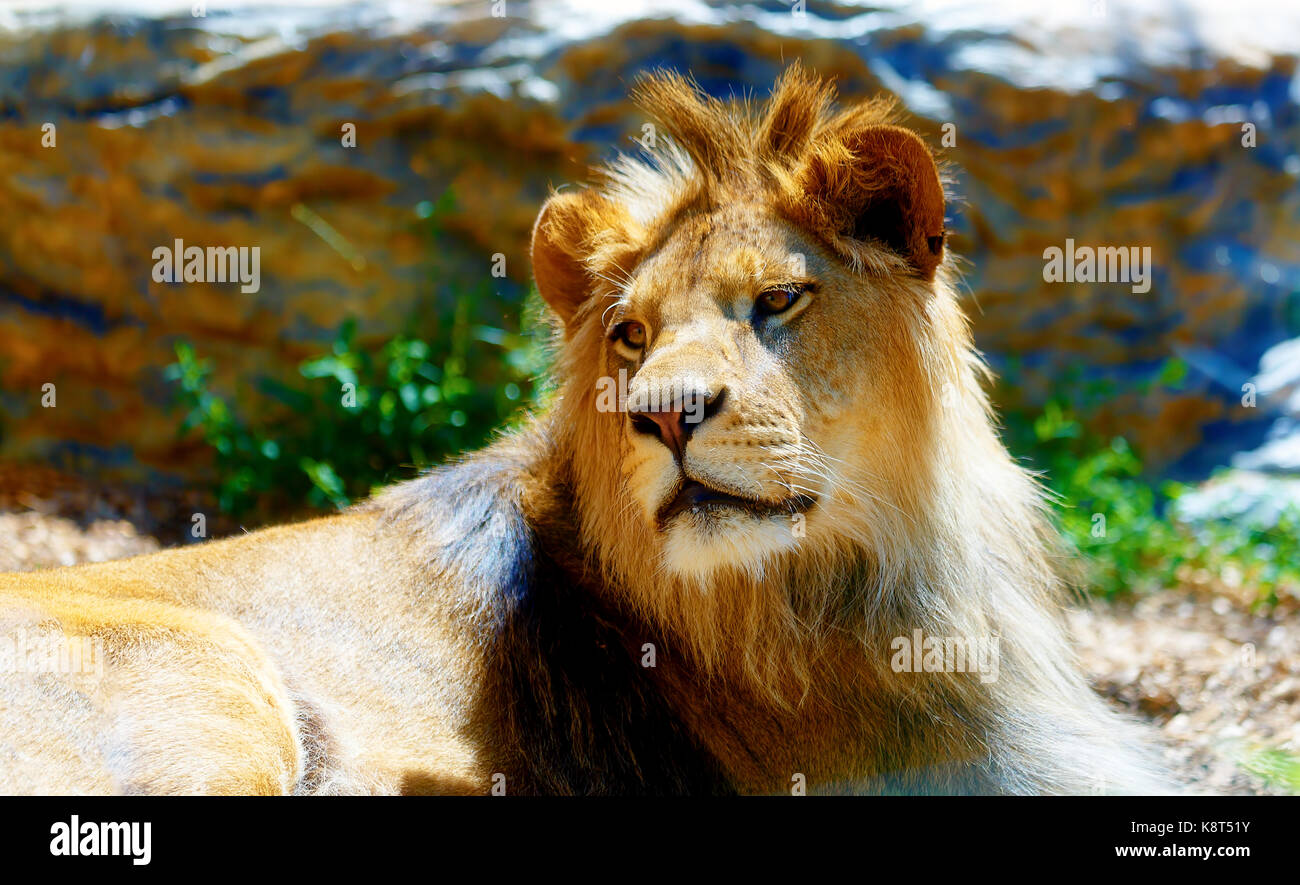 Beautiful Lion resting in the sunshine. blur background Stock Photo - Alamy