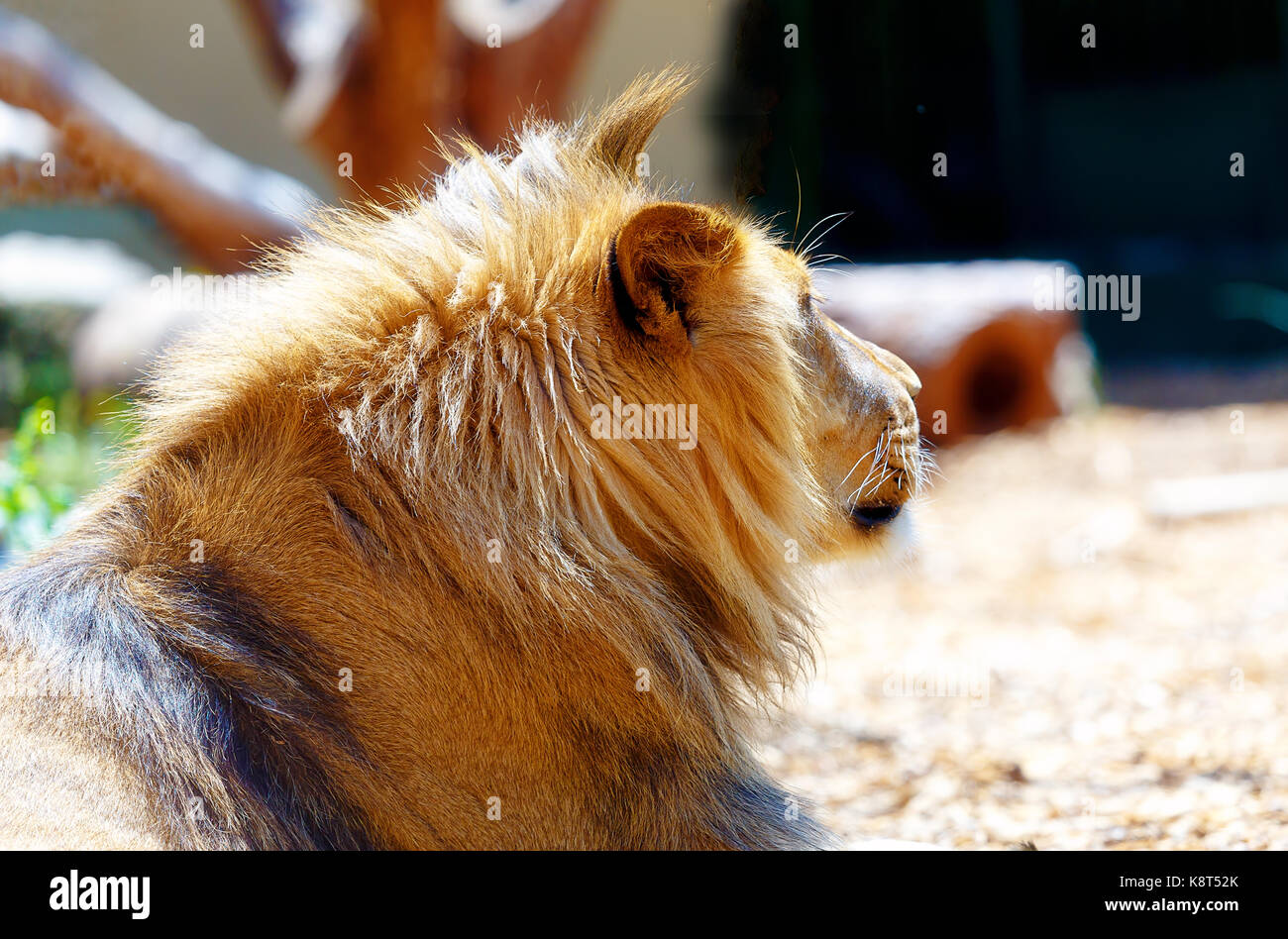 Beautiful Lion resting in the sunshine. blur background Stock Photo - Alamy