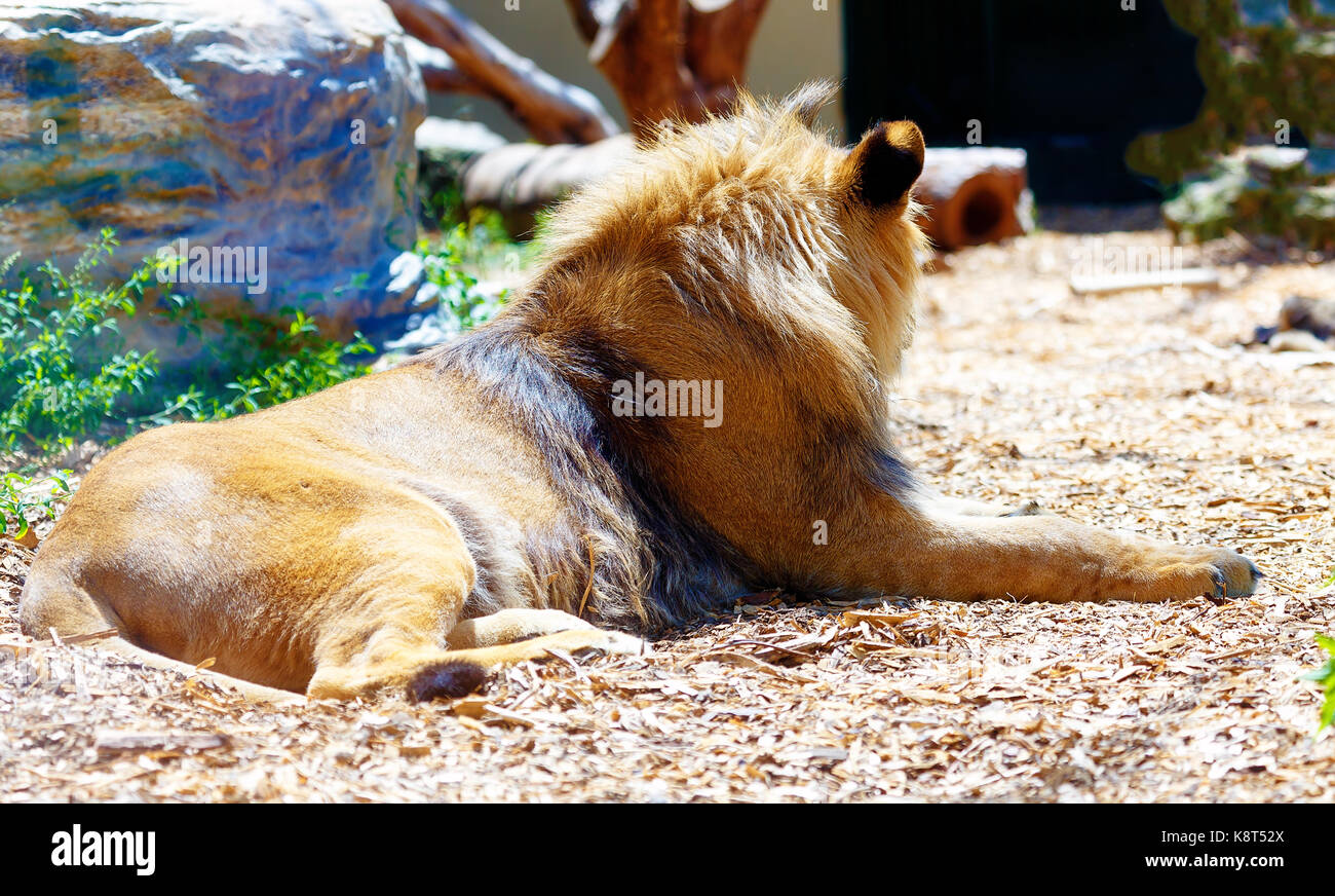 Beautiful Lion resting in the sunshine. blur background Stock Photo - Alamy