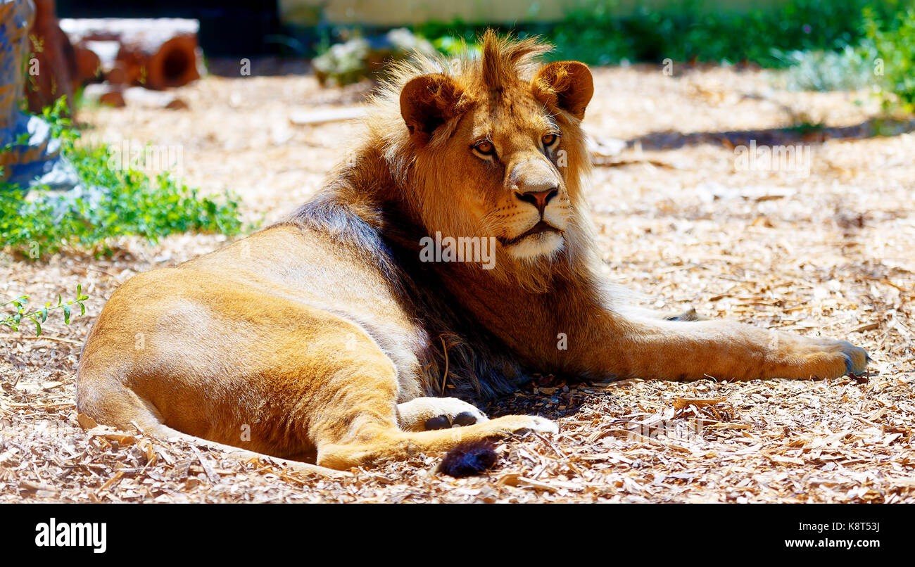 Beautiful Lion resting in the sunshine. blur background Stock Photo - Alamy