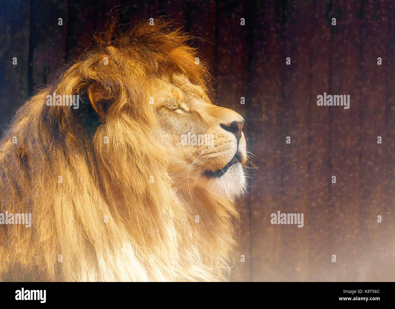 Beautiful Lion face, profile portrait. blur background Stock Photo - Alamy