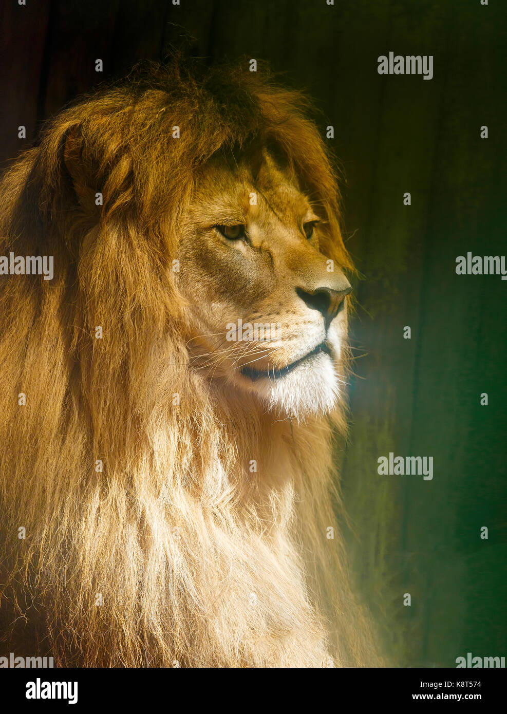 Beautiful Lion resting in the sunshine. Profile portrait Stock Photo ...
