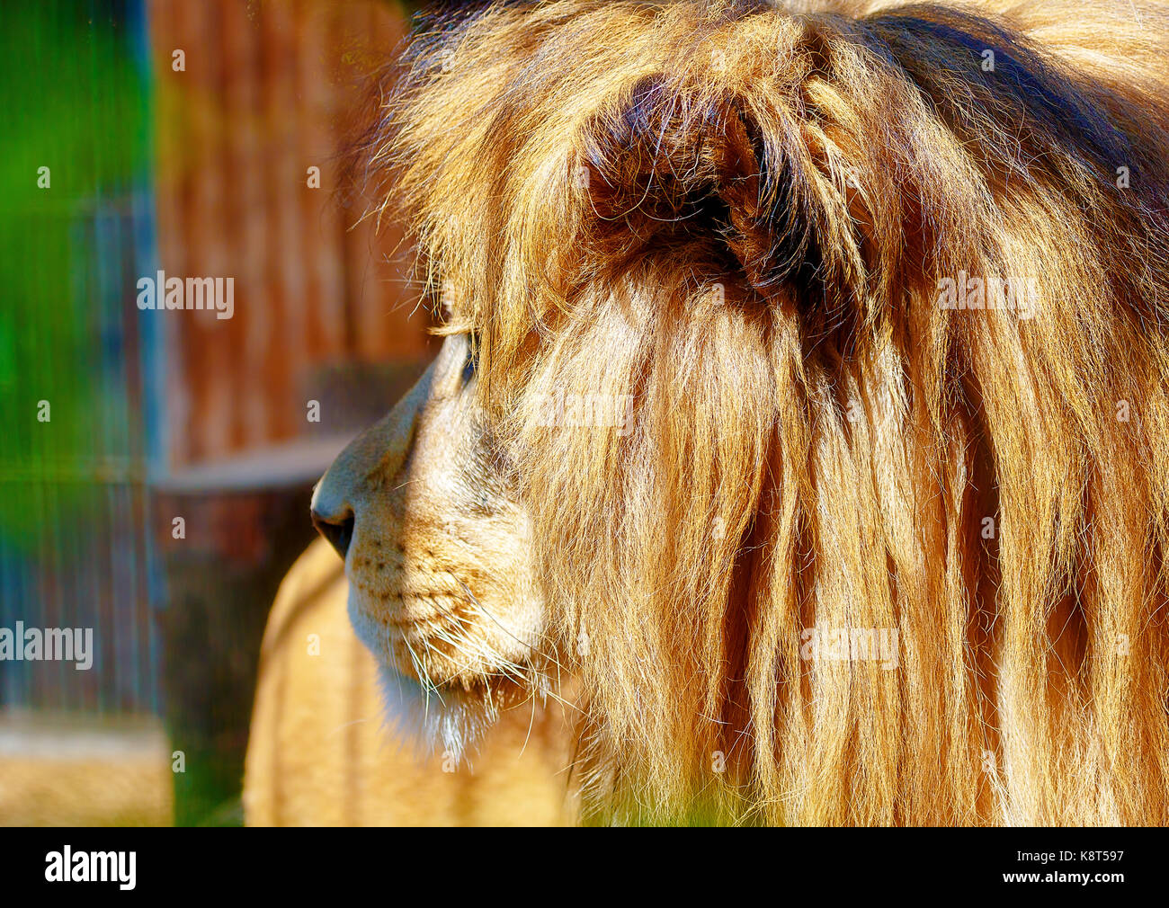 Beautiful Lion resting in the sunshine. Profile portrait Stock Photo ...