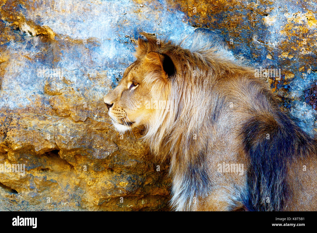 Beautiful Lion resting in the sunshine. Profile portrait Stock Photo ...