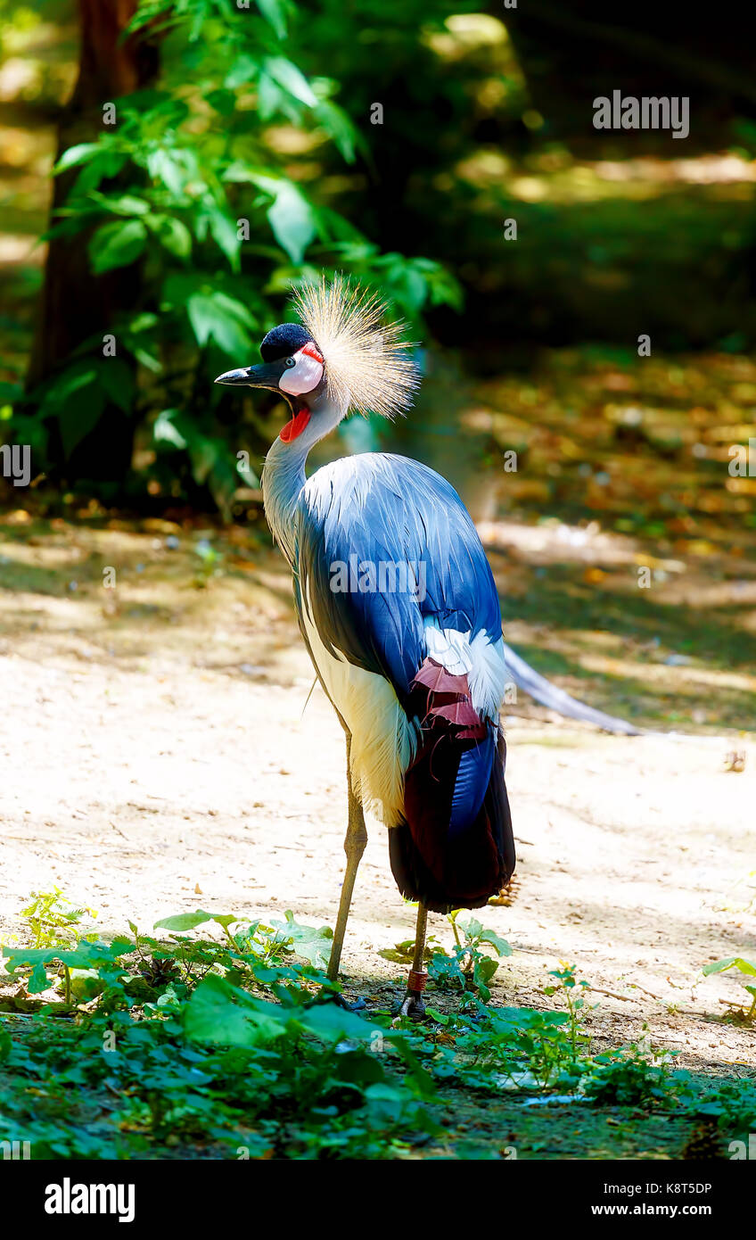 Beautful bird. Blur nature background. Color bird Stock Photo - Alamy