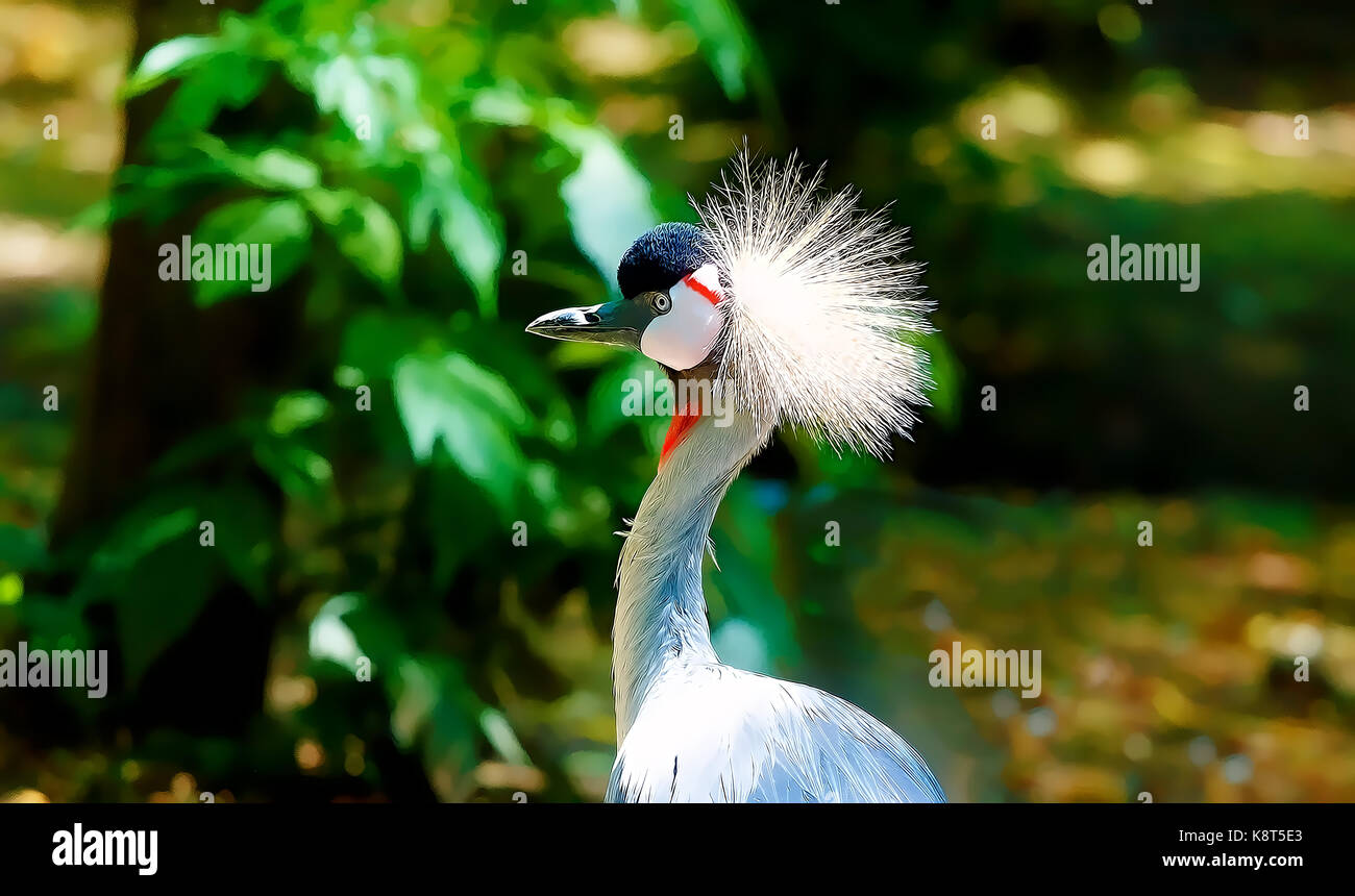 Beautful bird. Blur nature background. Graphic effect Stock Photo - Alamy