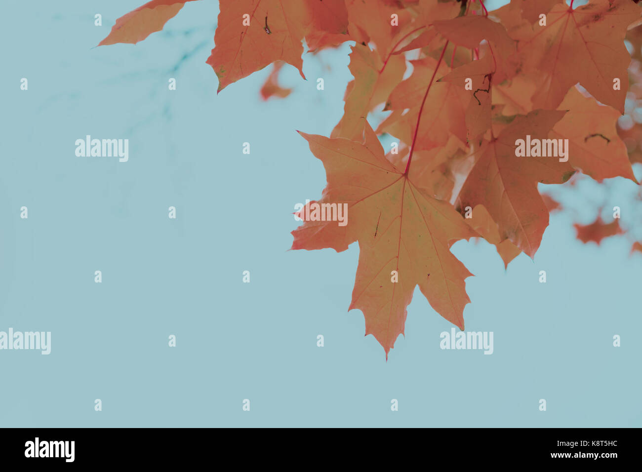 Vibrant fall foliage Stock Photo - Alamy