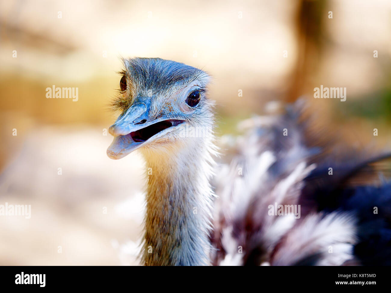 Bird ostrich and Blur background. Struthio camelus. Smiling bird Stock ...