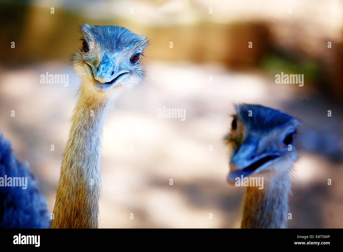 Bird ostrich and Blur background. Struthio camelus. Smiling bird Stock ...