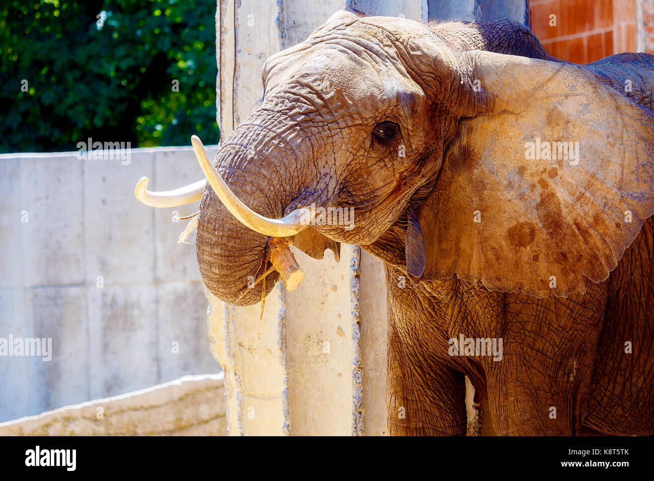 Elephant in zoo, Eye contact. Loxodonta africana Stock Photo - Alamy