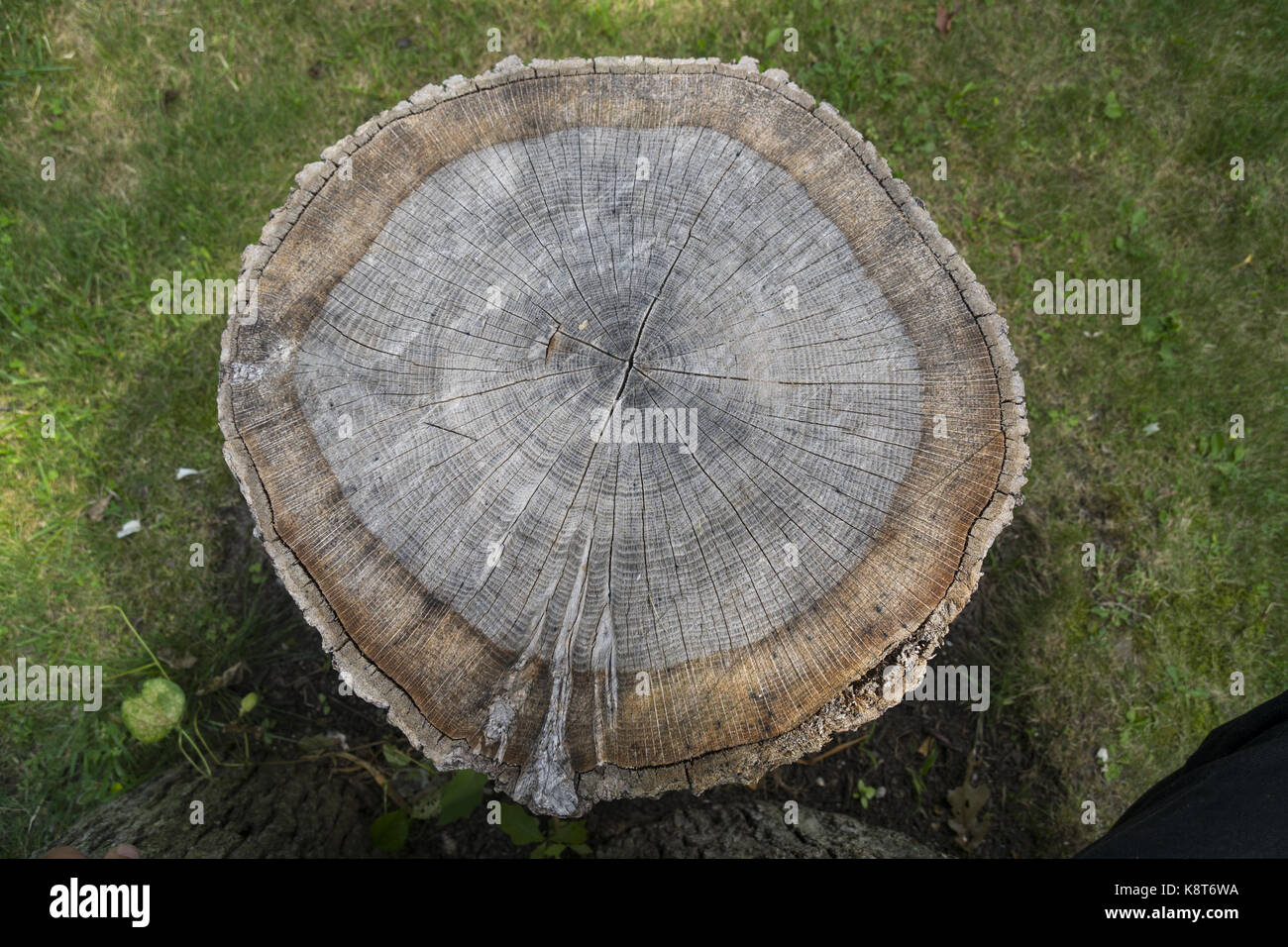 Weathered tree stump cross section Stock Photo - Alamy