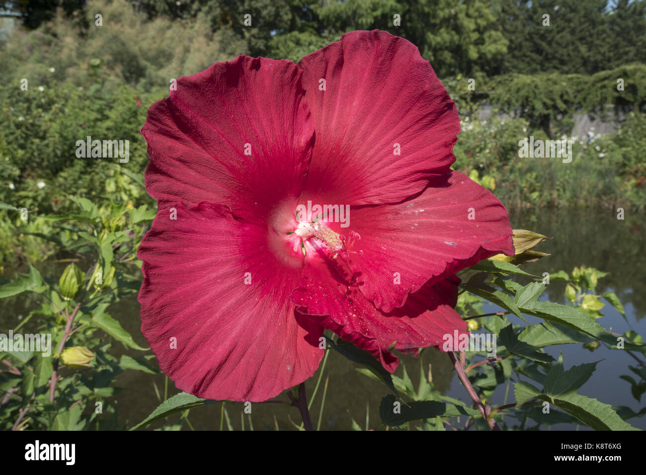 Hibiscus also known as Swamp Mallow at the Brooklyn Botanic Garden in ...