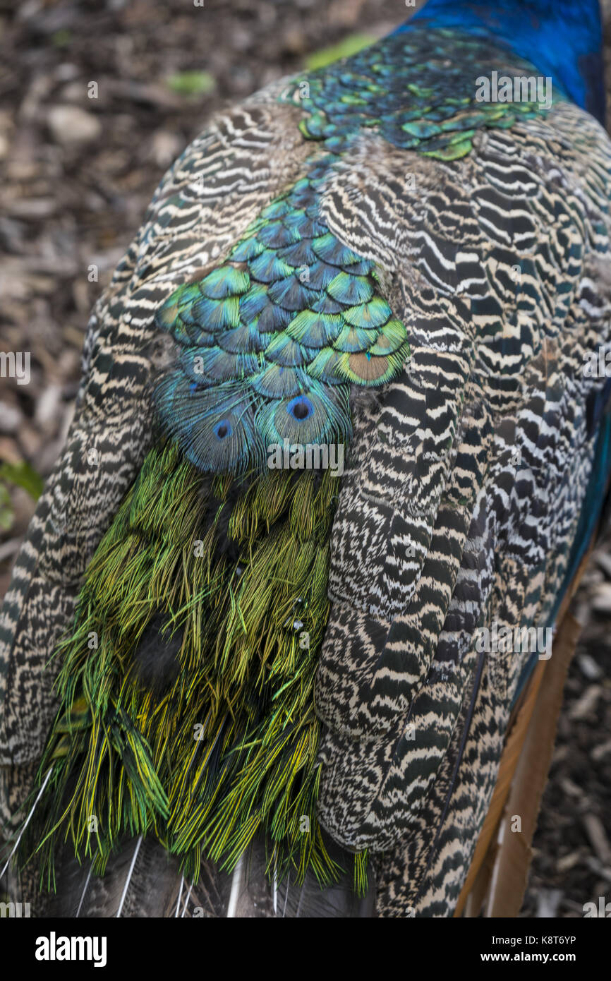 Looking down at the back folded feathers of a Peacock Stock Photo - Alamy