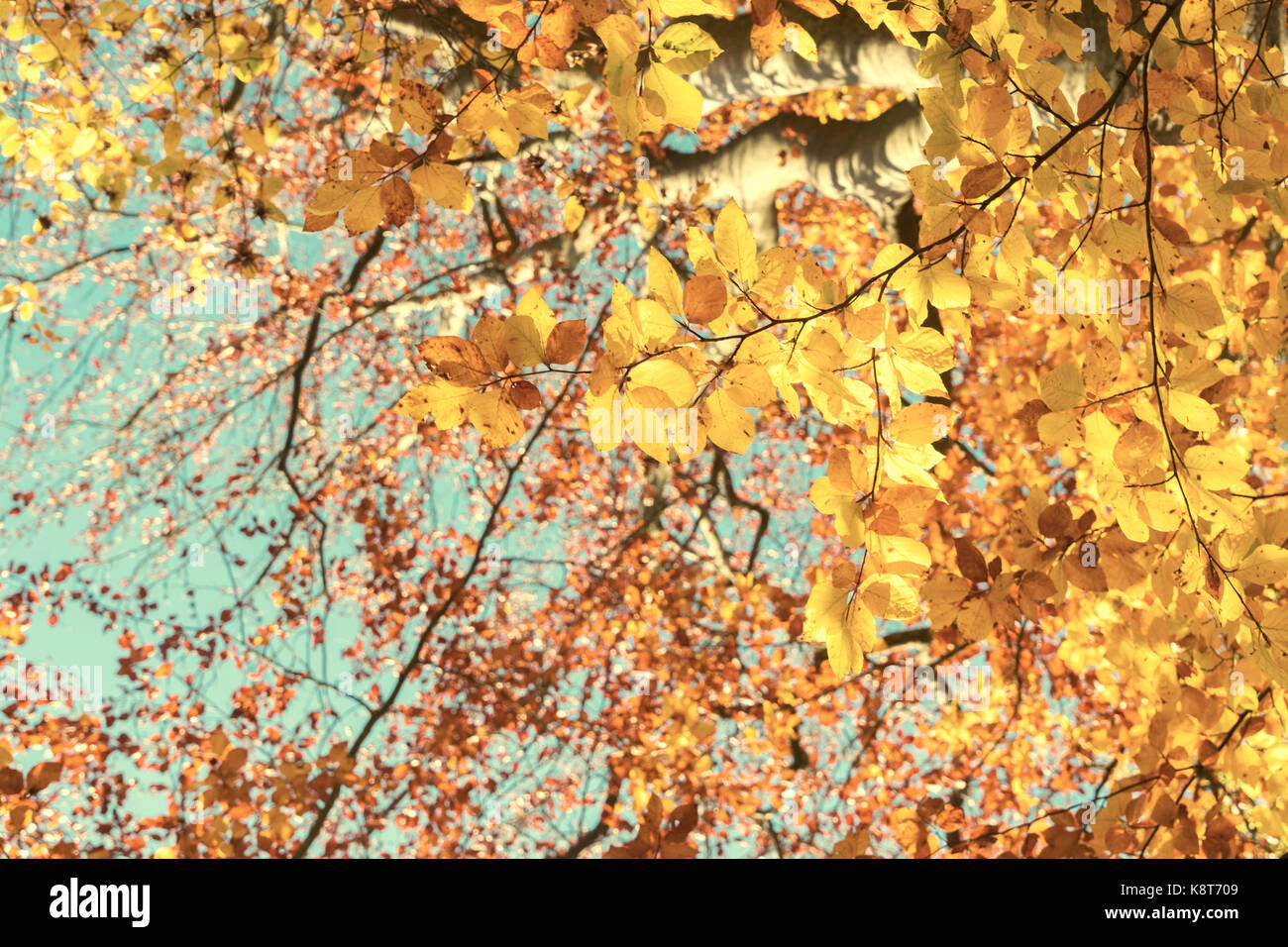 Vibrant fall foliage Stock Photo - Alamy