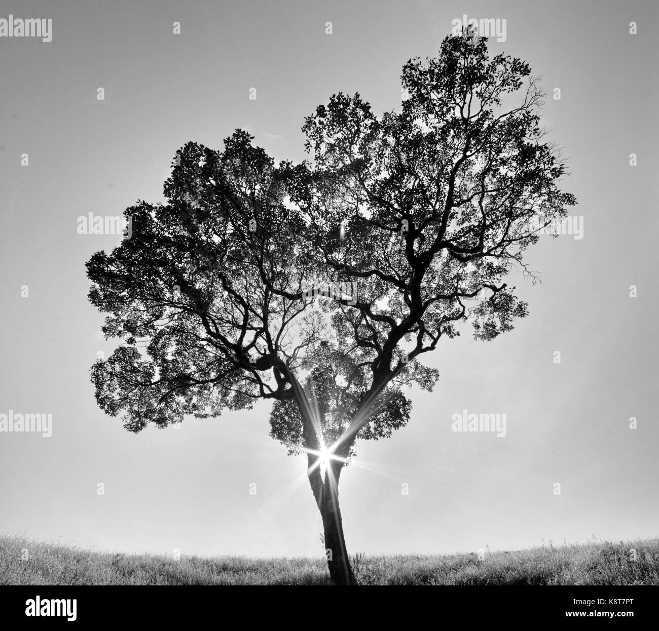 New morning Black and White Stock Photos & Images - Alamy