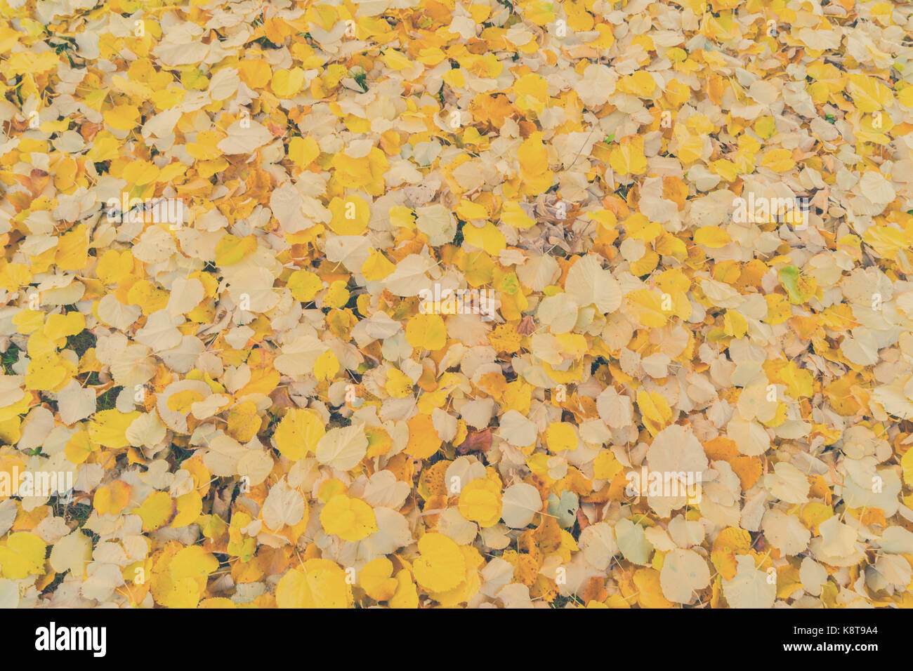 Alder tree fall leaves background Stock Photo - Alamy