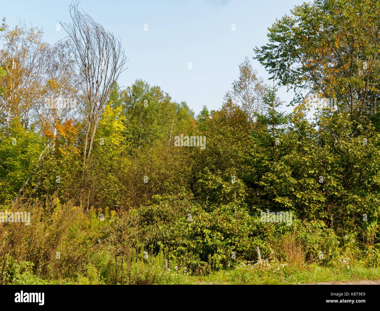 Quebec,Canada. Trees and weeds Stock Photo - Alamy