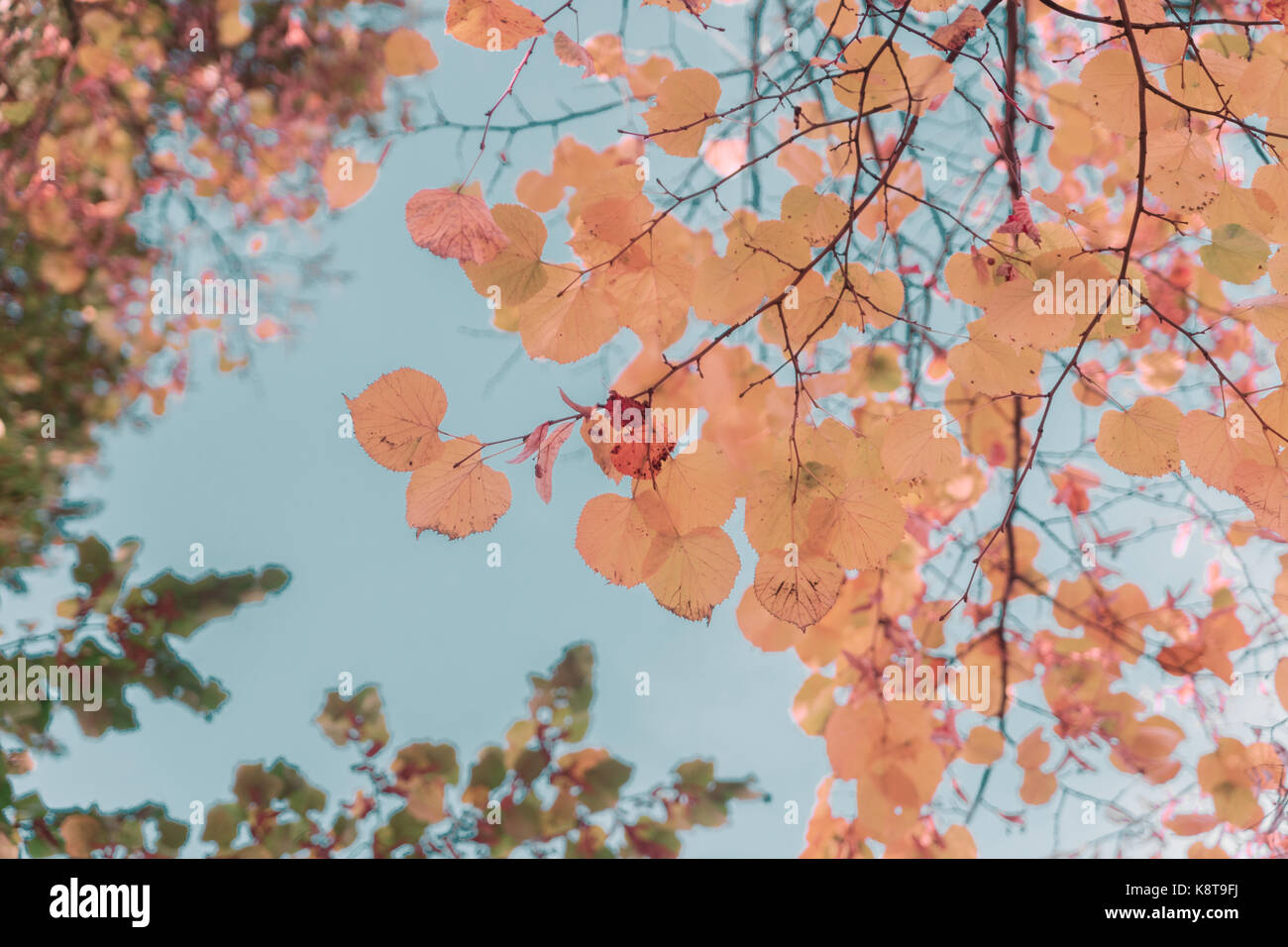 Vibrant fall foliage Stock Photo - Alamy