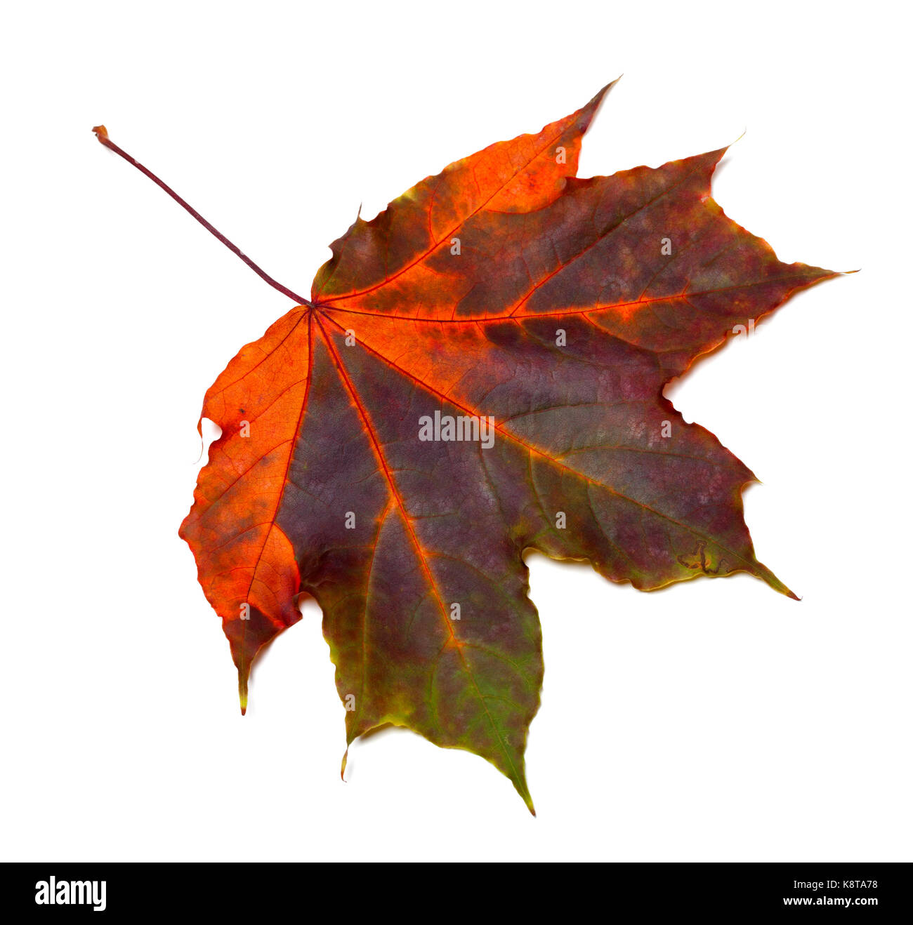 Multicolor autumnal maple leaf isolated on white background. View from ...