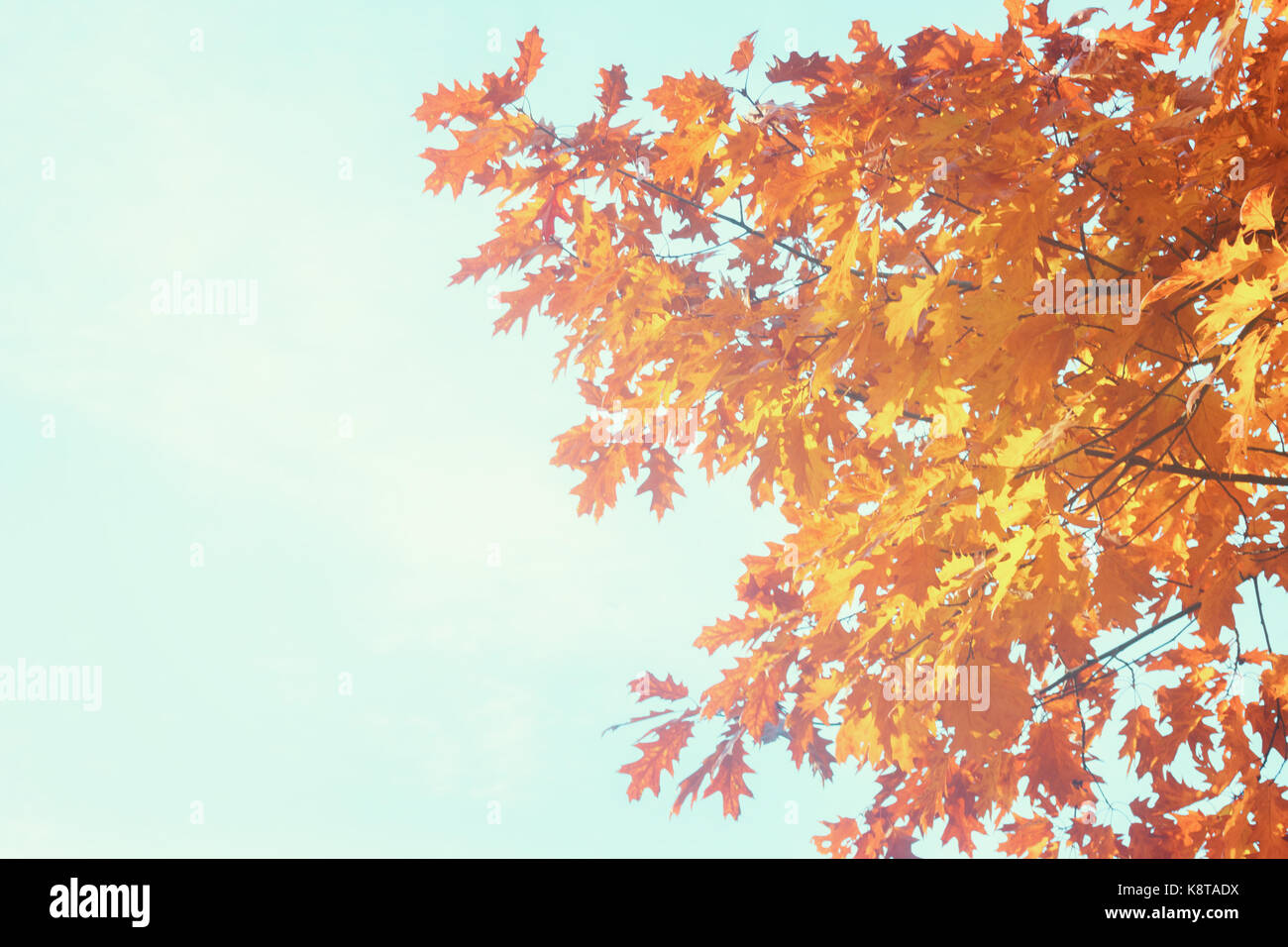 Vibrant fall foliage Stock Photo - Alamy
