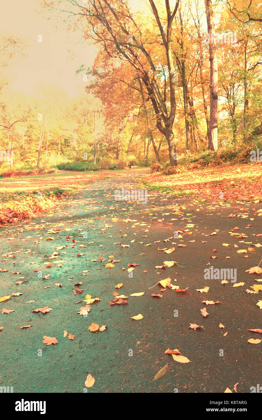 road in autumn park Stock Photo - Alamy