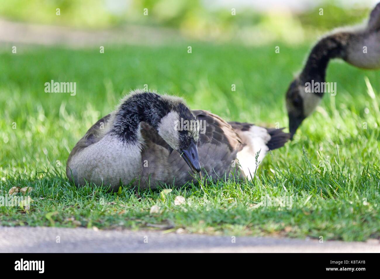 Image of a cute chick of Canada geese eating grass Stock Photo - Alamy