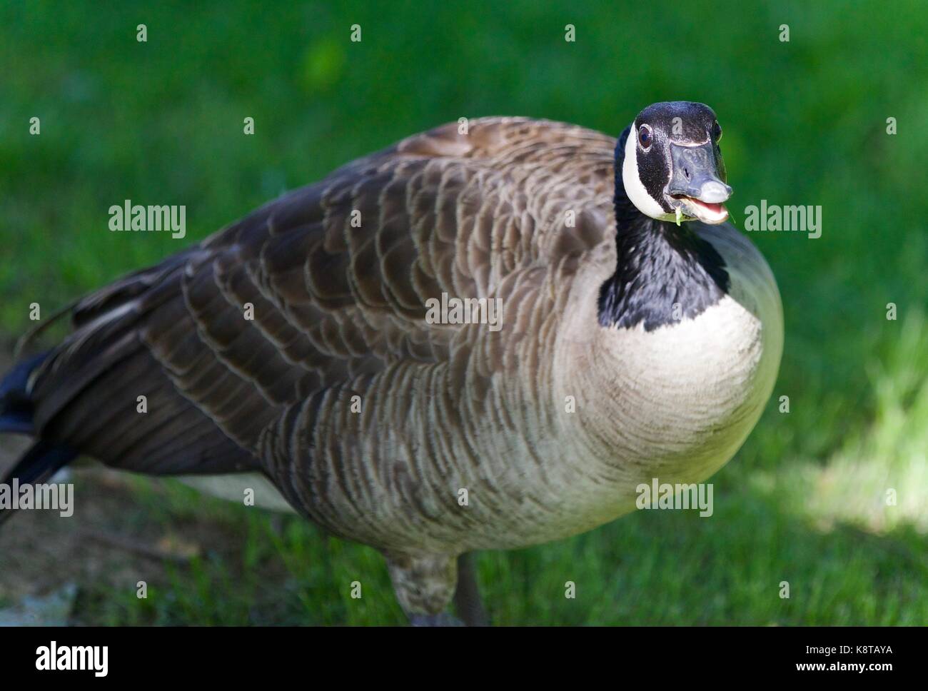 Picture with a funny Canada goose on a field Stock Photo - Alamy