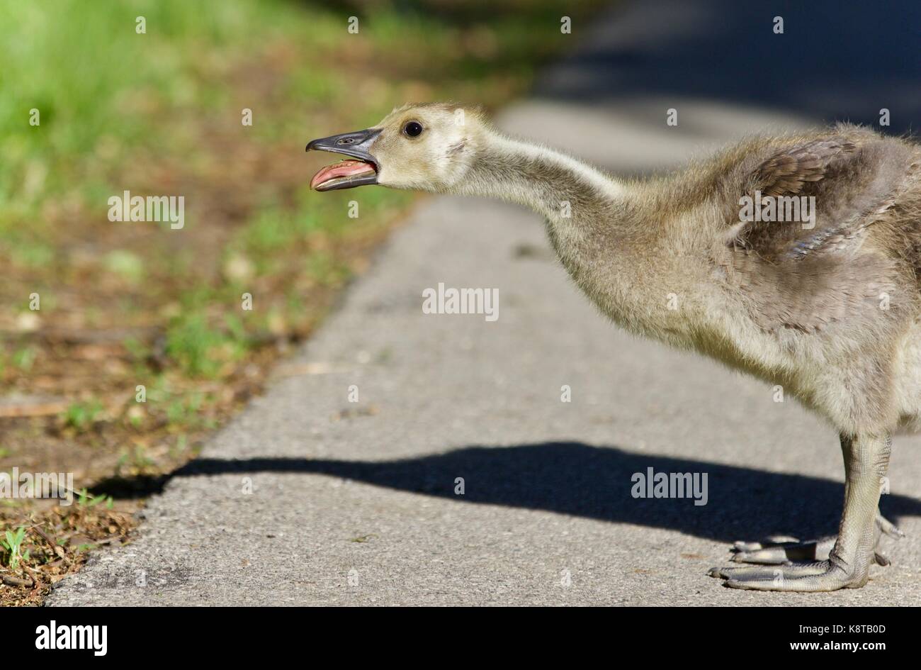 Canada geese magnificent bird hi-res stock photography and images - Alamy