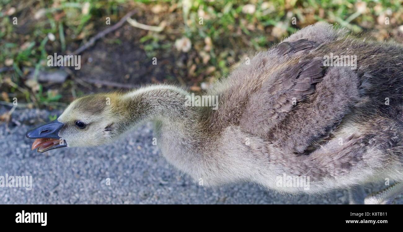 Canada geese magnificent bird hi-res stock photography and images - Alamy