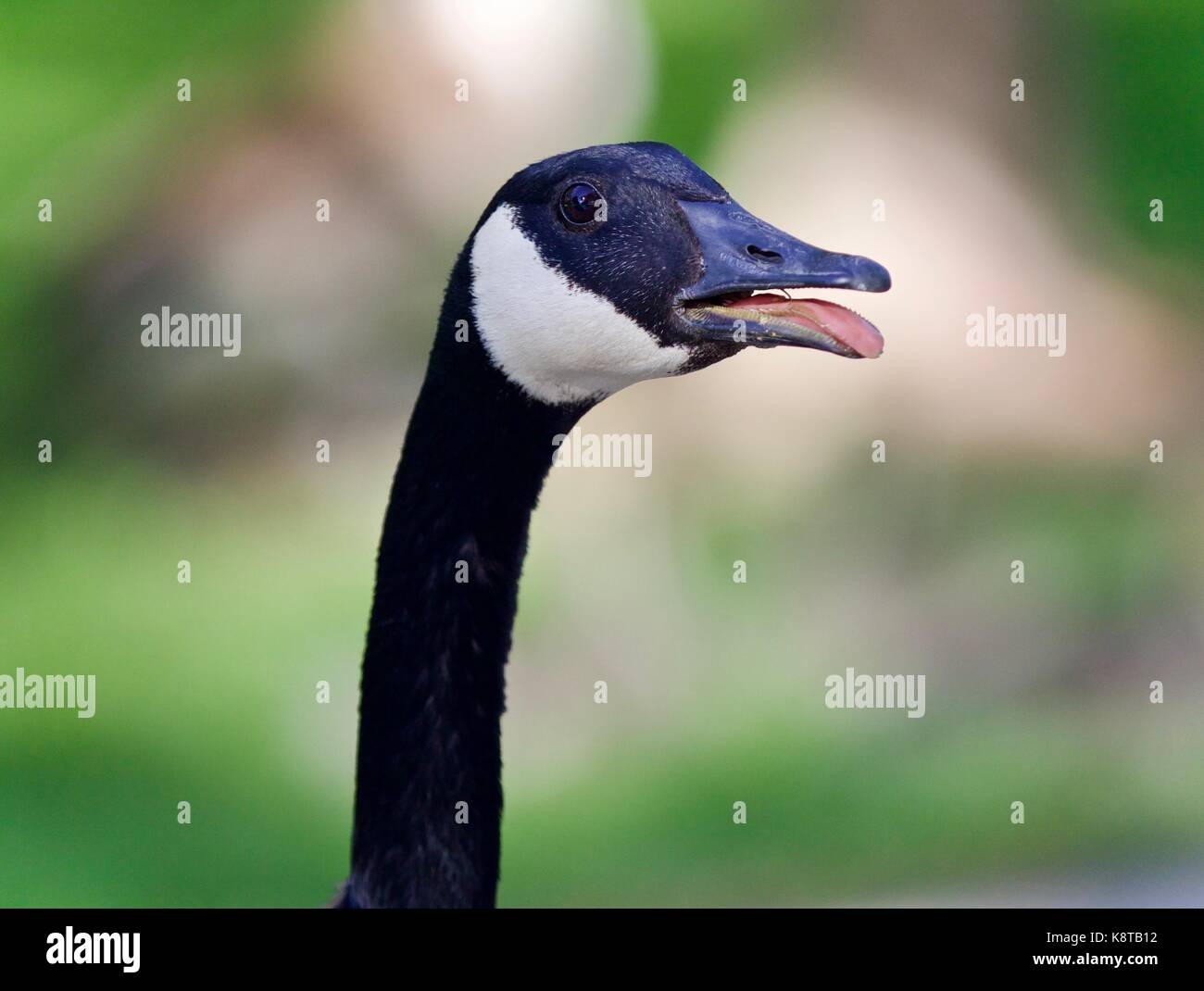 Picture with an emotional Canada goose screaming Stock Photo - Alamy