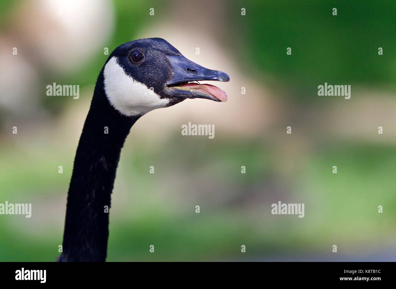 Photo of an emotional Canada goose screaming Stock Photo - Alamy