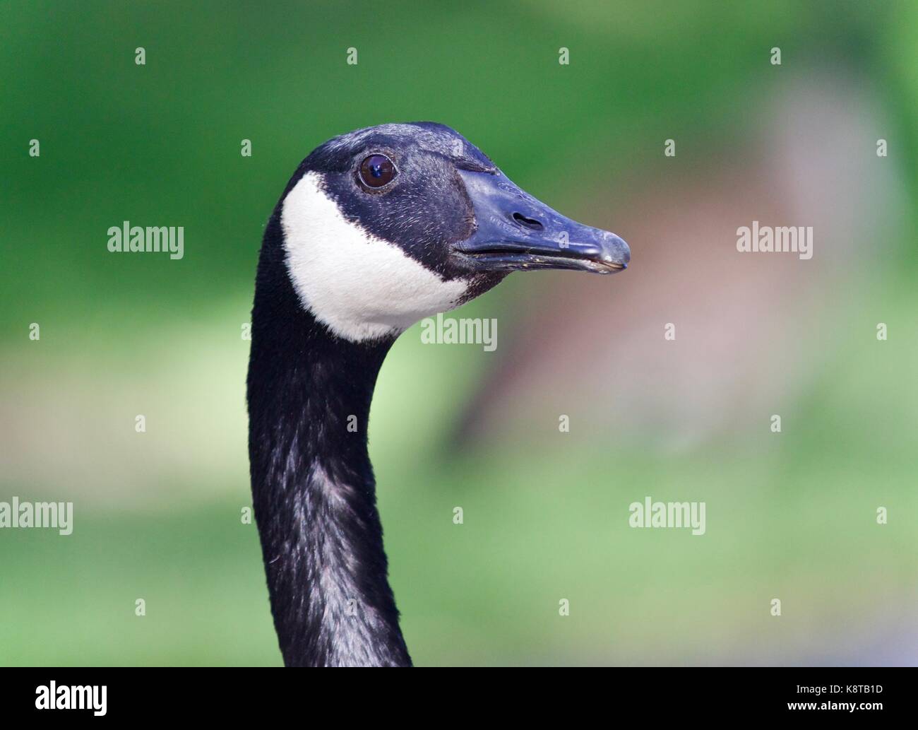 Picture with an emotional Canada goose screaming Stock Photo - Alamy